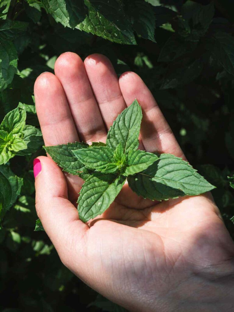 How to Pick Mint Leaves Without Killing The Plant – Get Set Vegan