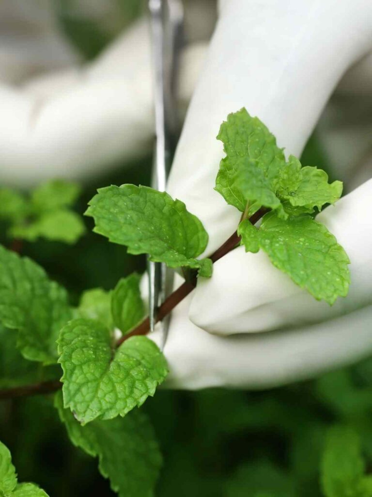 How to Pick Mint Leaves Without Killing The Plant – Get Set Vegan