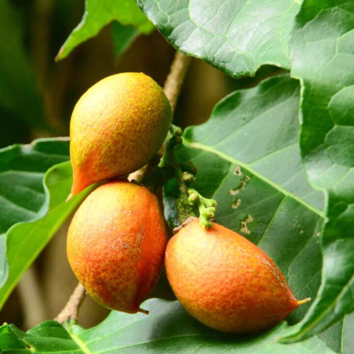 Fruits Start with U – Get Set Vegan