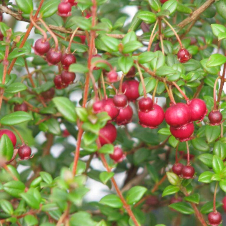 Fruits Start with U – Get Set Vegan